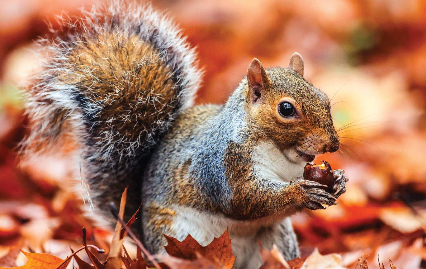 Fact File About Squirrels Times Of Oman Fact File About Squirrels Times Of Oman