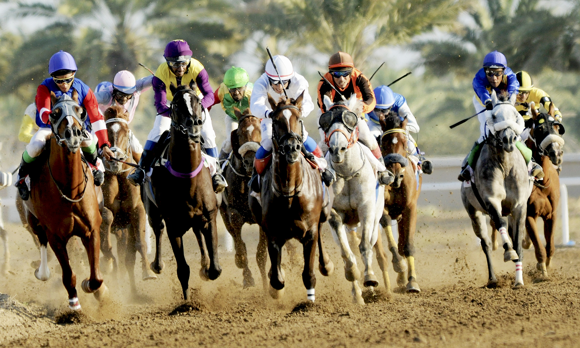 غدًا .. مضمار الرحبة يشهد سباق الخيل الثالث عشر للموسم - الشبيبة | آخر ...