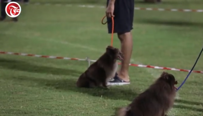 The first National Dog Show in Oman takes places in Al Amal Club ...